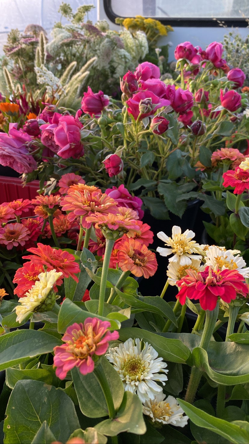 Buy Flowers | Farm Lot 59